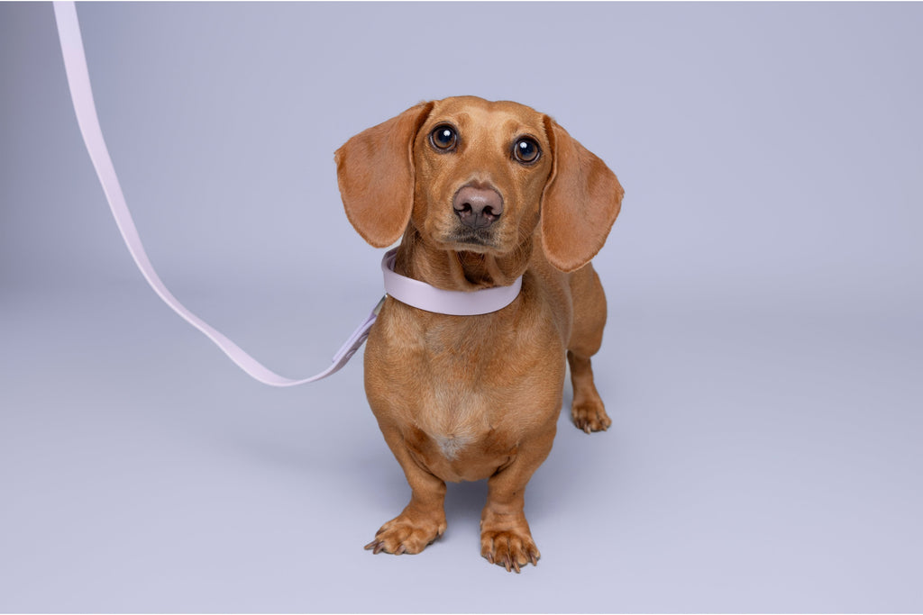 Leashes – Chow Bella