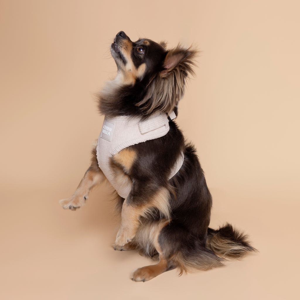 Corduroy Collection – Chow Bella